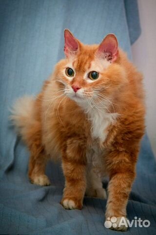 Кот Симба. Благородный