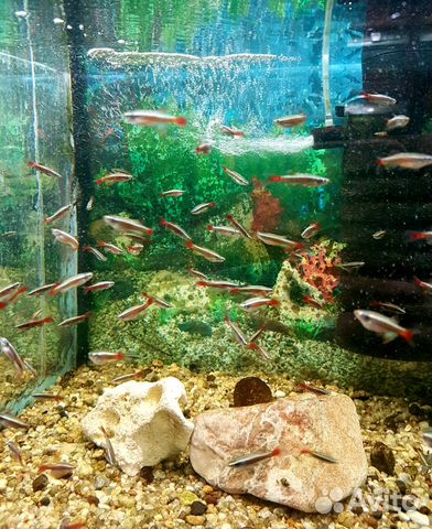 Аквариумная рыбка - кардинал