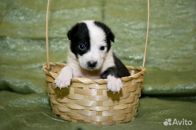 Девочка-Панда привитая в дар