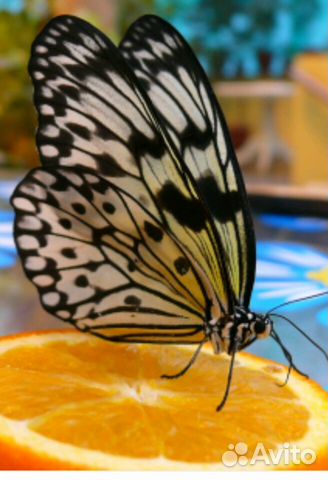 Живые бабочки