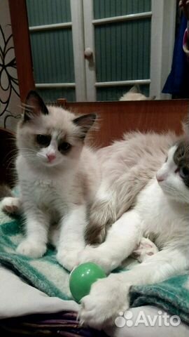 Красота голубоглазая