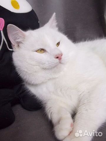 Сахарно-белый котик для любителей белого