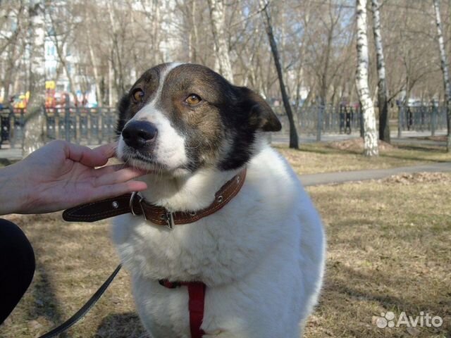 Шибутной подлиза в добрые ручки