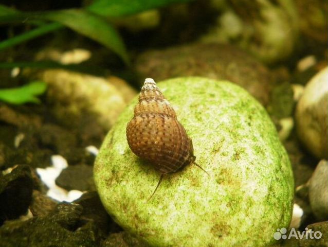 Улитки Мелания Гранифера (Melanoides granifera)