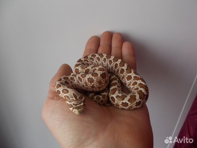 Свиноносый уж