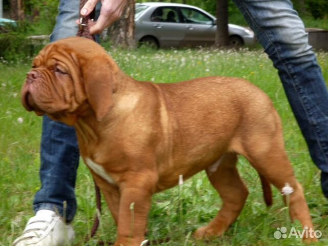 Продаю великолепных щенков бордоского дога