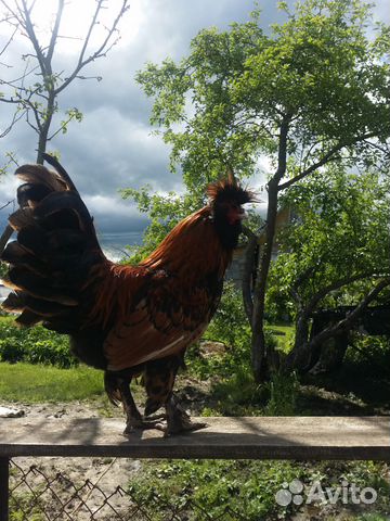 Цыплята Павловские, от 7 дней и выше. инкуб. яйцо