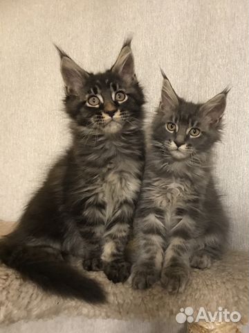 Мейн-кун котята Отличных породных данных