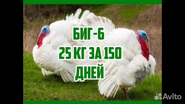 Индюшата бройлерные. Хайбрид Конвертер, Биг-6