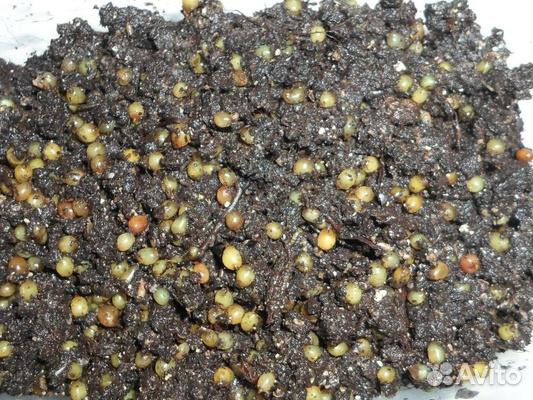 Коконы дендробены