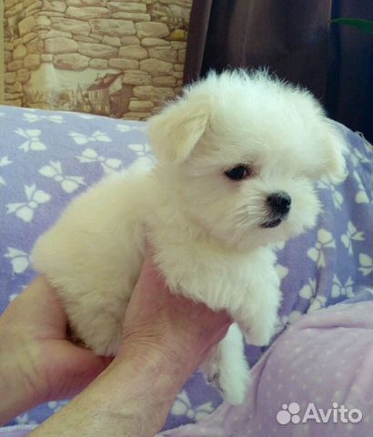 Белоснежный мальчик. РКФ