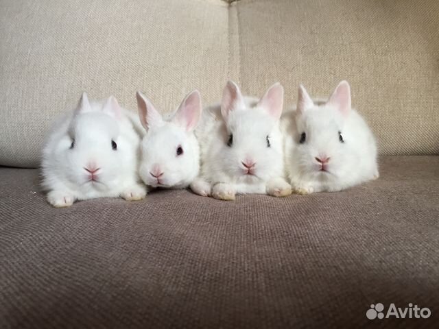 Кролики малыши
