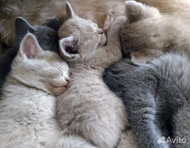 Котята - лиловые и голубые британцы