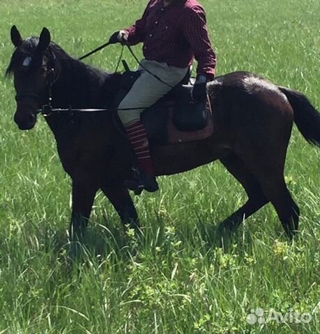 Жеребец русская рысистая порода