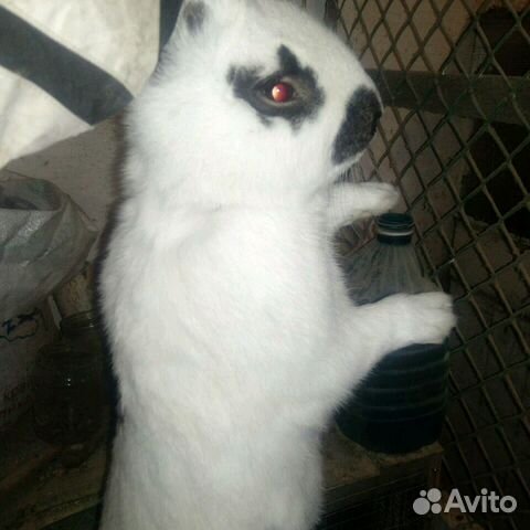 Кролики мясного направления