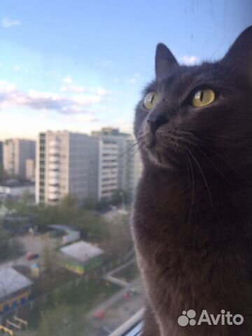 Отдаётся кот Кексик