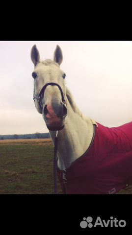 Продажа спортивной лошади