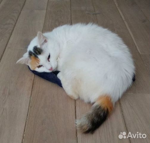 Нежная и спокойная кошечка Еся