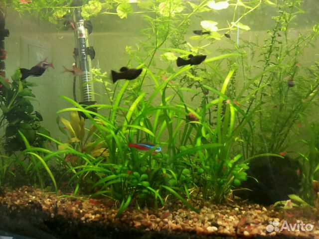 Аквариум