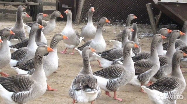 Гусята крупных пород