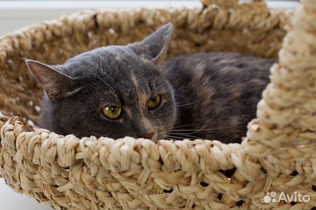 Кошка Мелисса