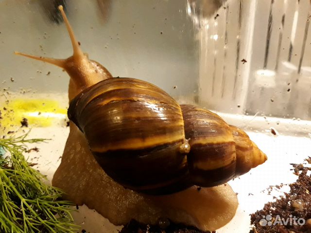 Улитки ахатины
