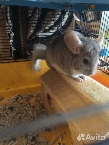 Шиншилла 2 штуки