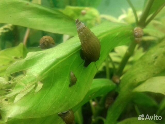 Улитка Мелания