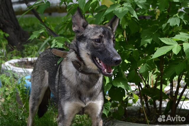 Кира ищет дом, который никто не охраняет