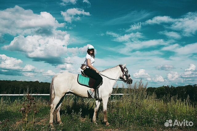 Упряжной мерин 2007 года. Обмен