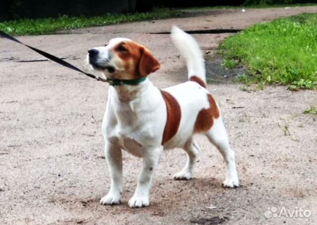 Джек рассел терьер подрощенный щенок