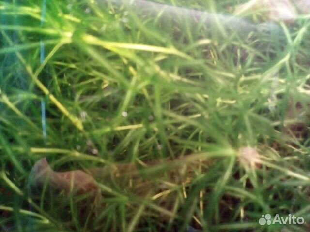 Растение для аквариума, плавающее в толще воды