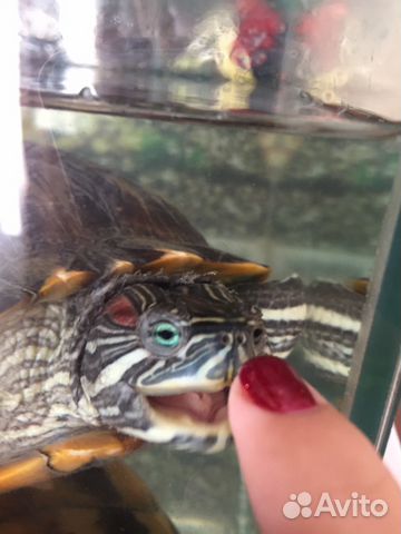 Красноухие черепахи + акватеррариум и всё оборуд-е