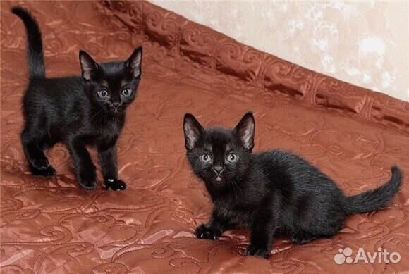 Отдам Бомбейского котёнка в добрые руки