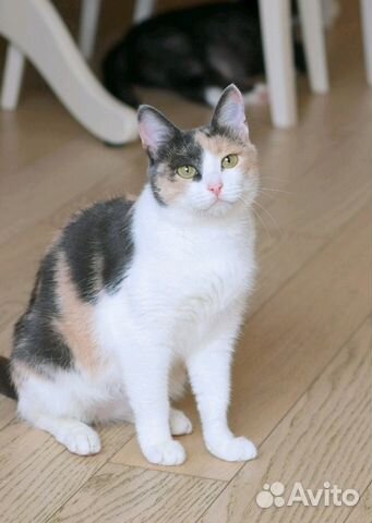 Милая красивая богаточка