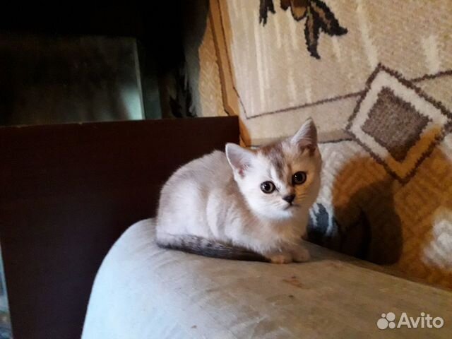 Шотландский котёнок девочка Сонечка