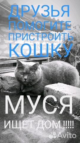 Кошка Муся