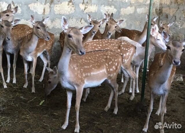 Лань европейская