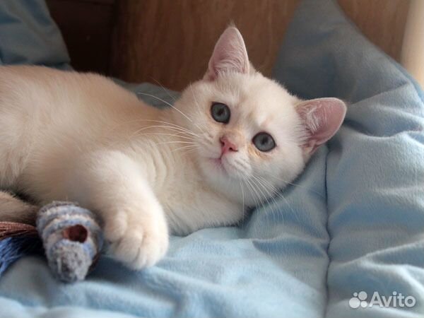 Сапфир - котик шиншилла-пойнт