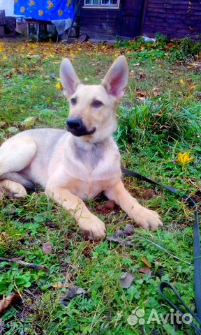 Ушастая Кира ищет семью