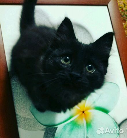 Отдам в добрые руки