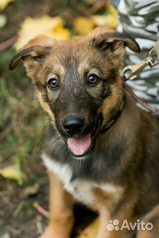 Кевин ищет дом