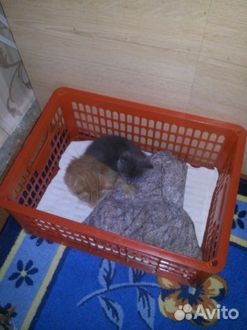 Отдадим в хорошие руки двух котят(рыжий и серый)