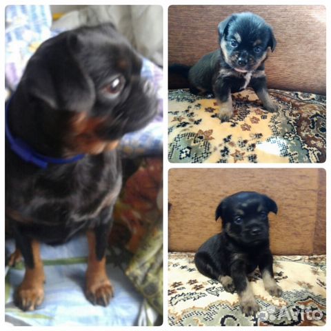 Отдам щенков