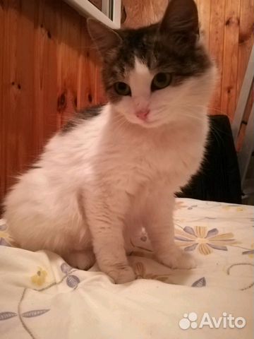 Милейшая кошечка в добрые руки