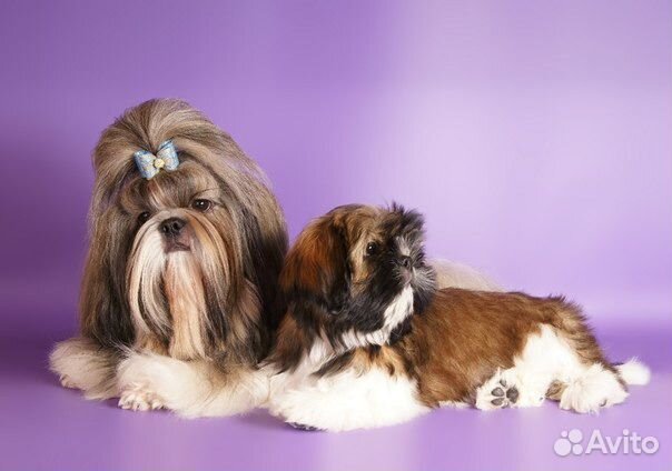 Щенок Щит-цу