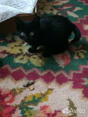Котенок