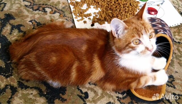 Рыжий-золотой говорящий котик Василёк ищет семью