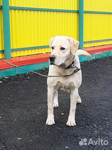 Молодой кобель лабрадора ищет дом