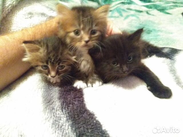 Котенок в хорошие руки